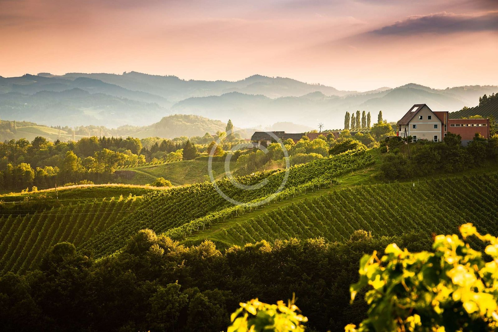 The Best Tastes - BALBOA WINERY